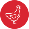 Fresh Chicken Center in Hyderabad | Fresh Chicken Shop | Sneha Group