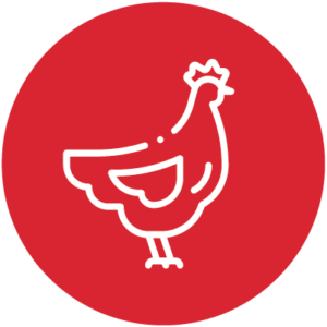 Fresh Chicken Center in Hyderabad | Fresh Chicken Shop | Sneha Group