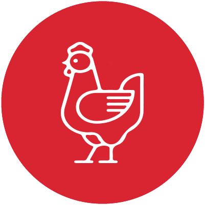 Poultry Hatcheries in Hyderabad | Sneha Group