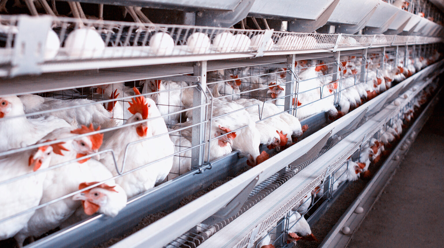 Breeding farms in Hyderabad | Sneha Group